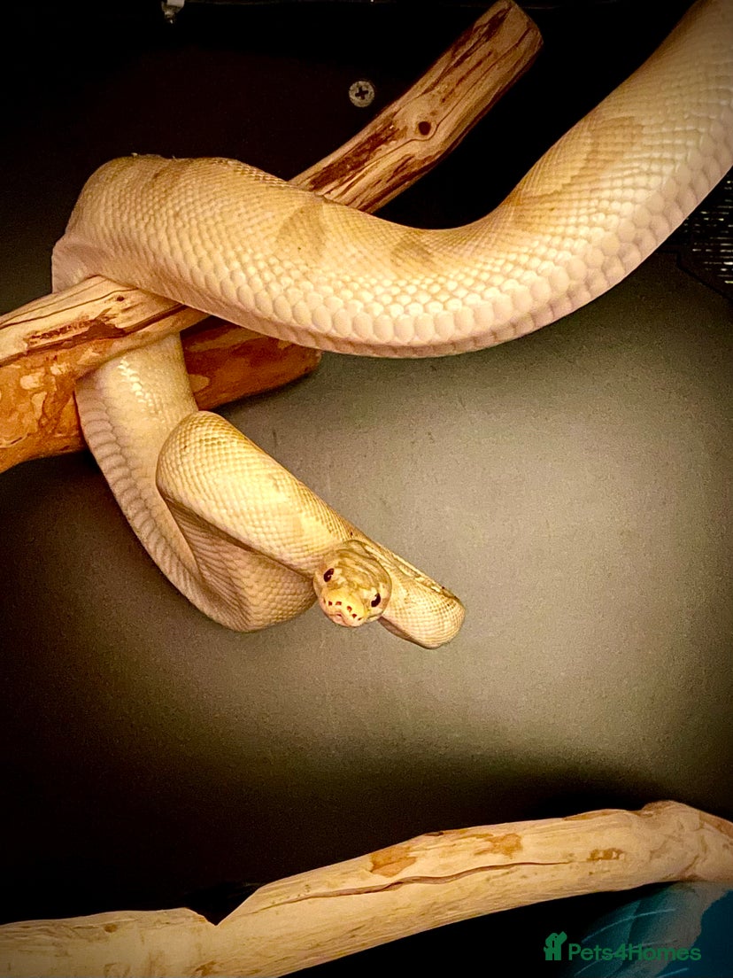 Pastel Banana Enchi Het OG Royal Python for sale in Glasgow | Pets4Homes