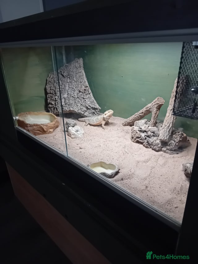 Bearded dragon for sale in Middlesbrough | Pets4Homes