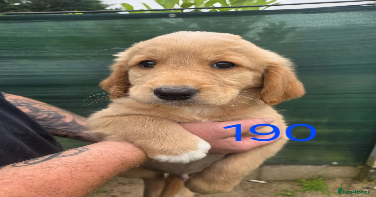 Dog & Nova Scotia Duck Tolling Retriever Puppies for sale | Pets4Homes