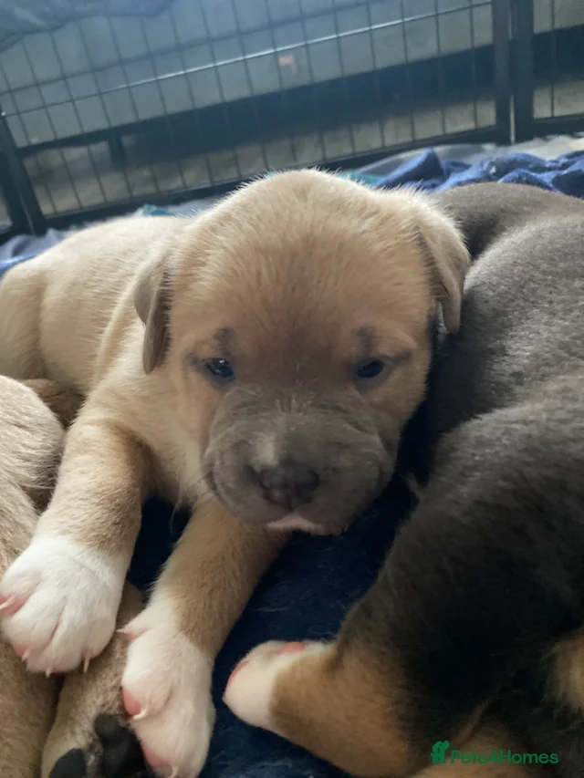 2 boys 1 girl for sale in Rhyl | Pets4Homes