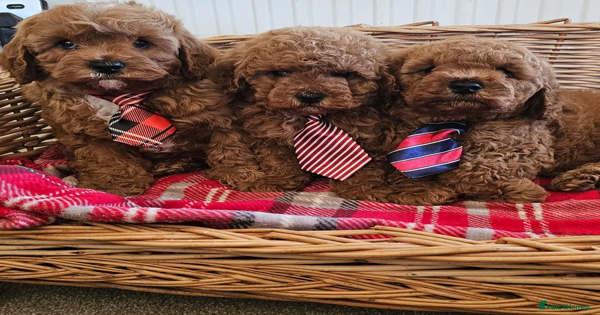 Puppies for sale in Staines, Surrey | Pets4Homes