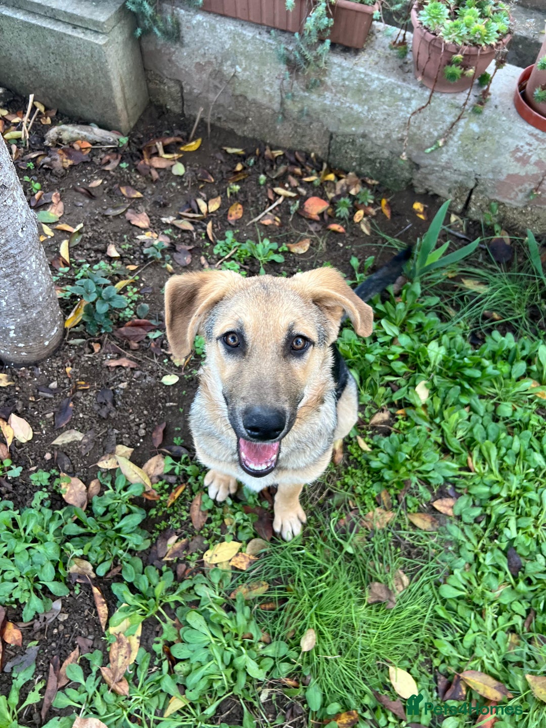 6.5-Month-Old Anatolian Shepherd Mix Ready For You for adoption in ...