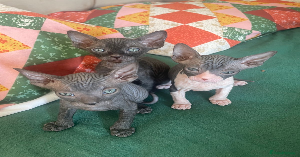Super wrinkly pure Sphynx kittens for sale in Canterbury | Pets4Homes