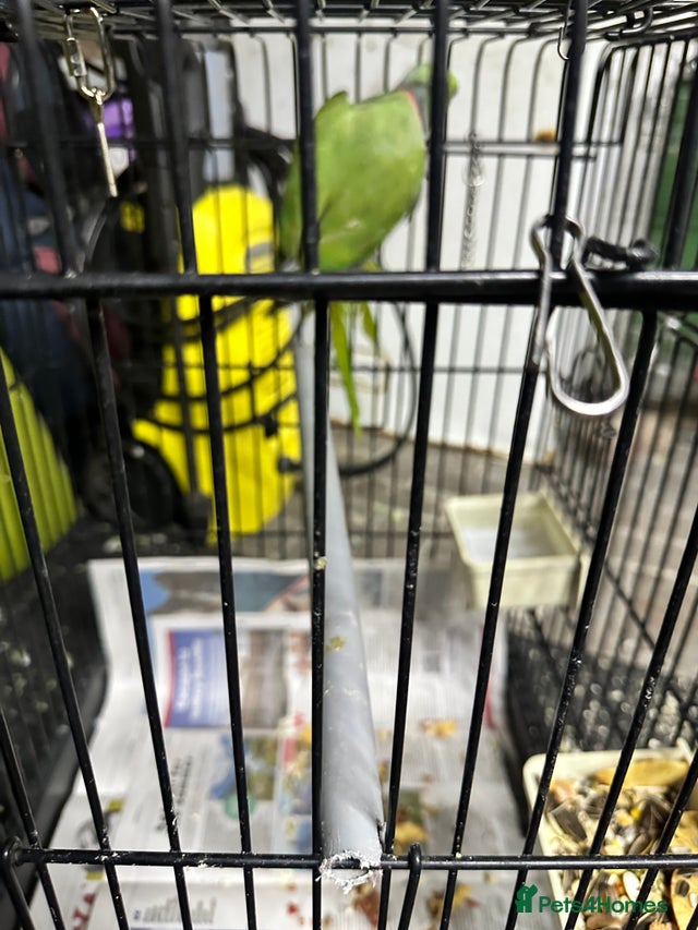 Parakeet parrot for sale for sale in Manchester | Pets4Homes