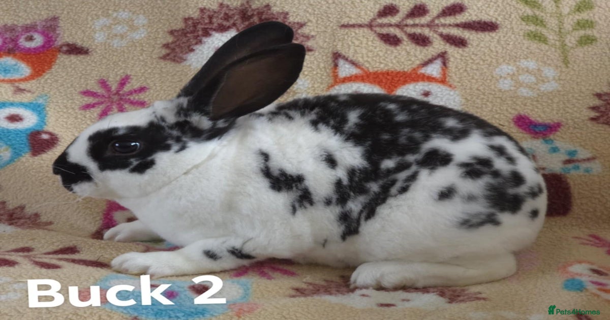 Mini rex bucks ready to leave for sale in Luton | Pets4Homes