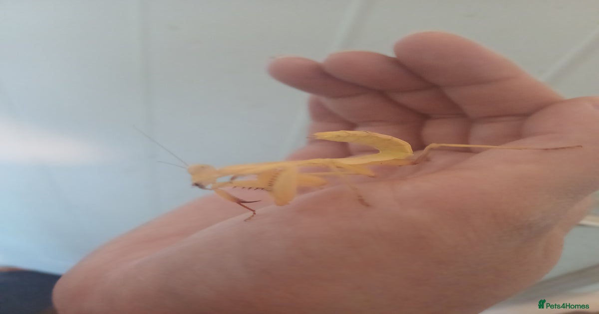 Older mantis- pre sub or sub adults for sale in Hassocks | Pets4Homes