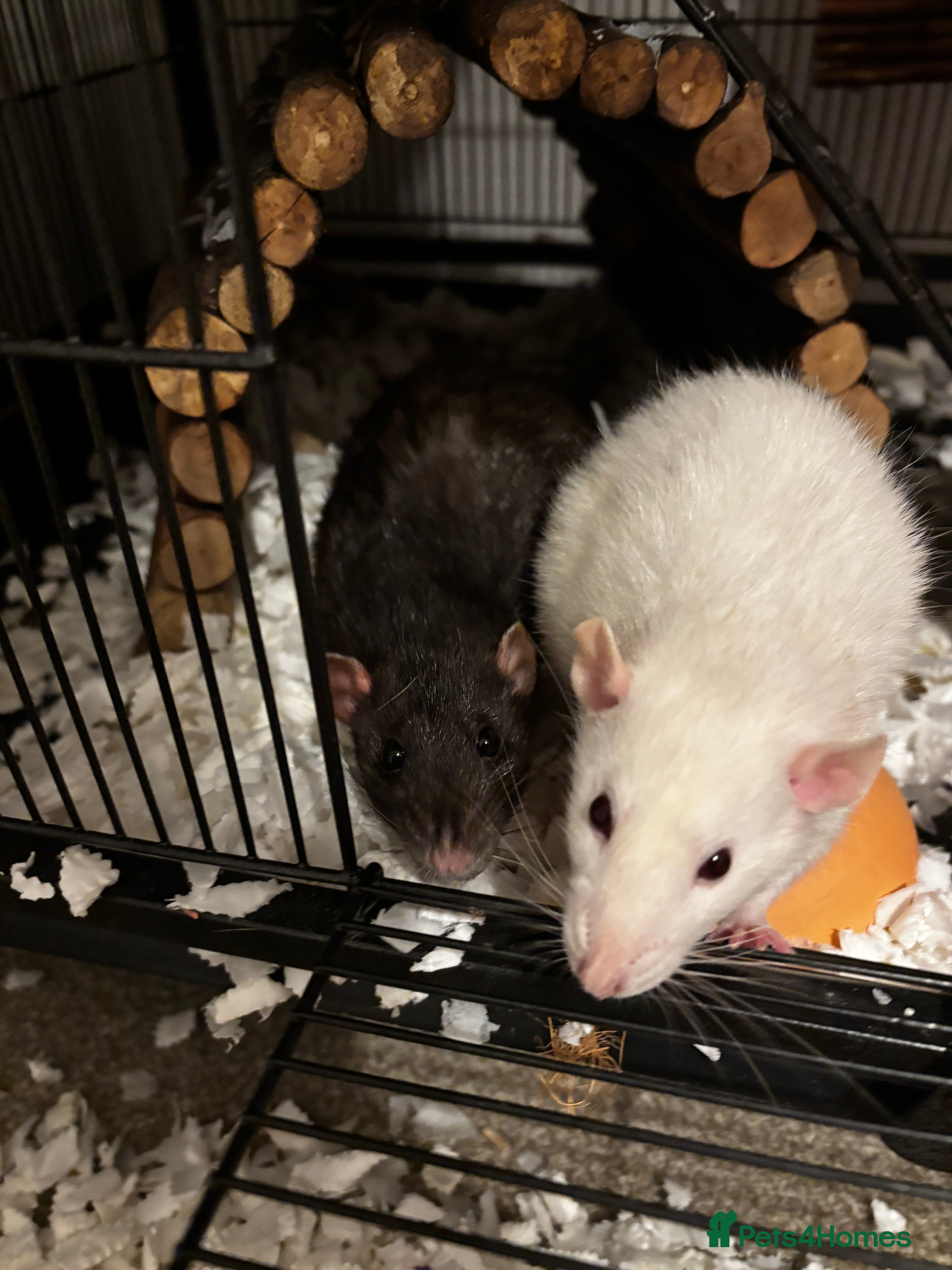 Two Female Rats for sale in Cambridge | Pets4Homes