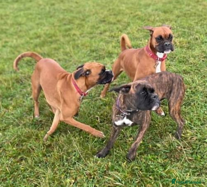 Boxer Dogs Breed - Information, Temperament, Size & Price | Pets4Homes