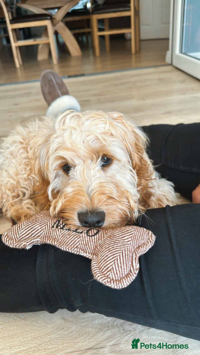 Cockapoo for rehoming for sale in | Pets4Homes