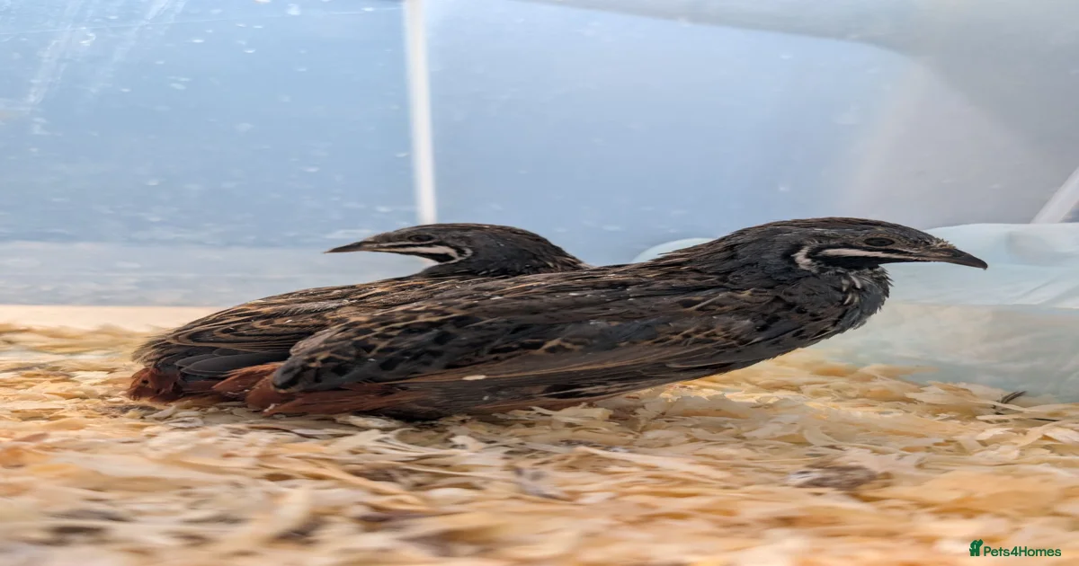 Two male button quails, for sale or swap for sale in Christchurch ...