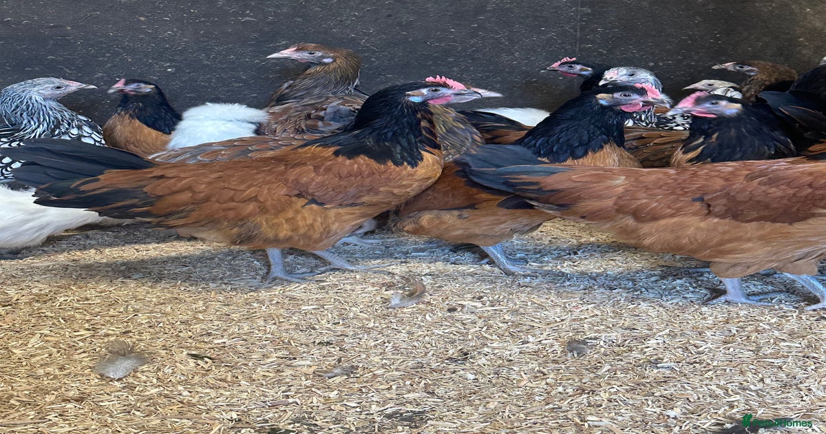 Vorwerk hens at point of lay for sale in Coalville | Pets4Homes