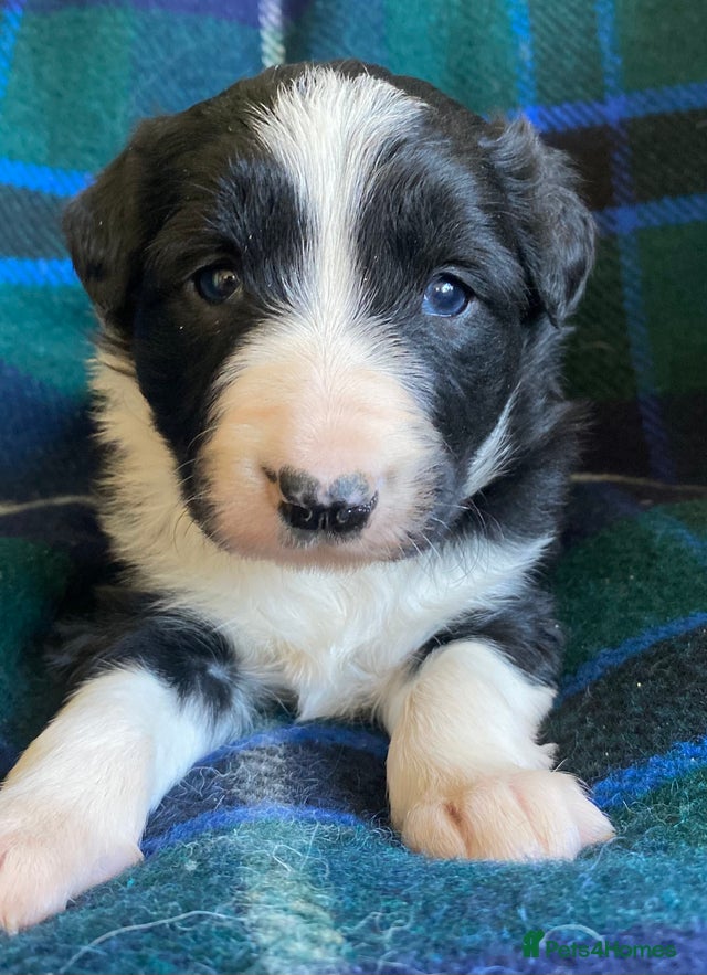 Border Collie Puppies for sale in Colwyn Bay | Pets4Homes