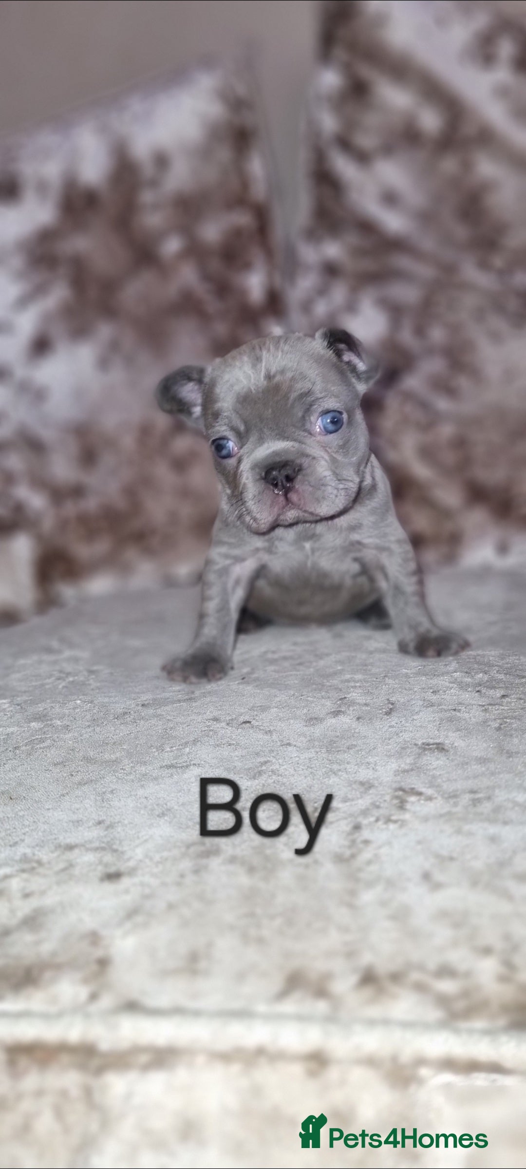 French bulldog puppies REDUCED for sale in | Pets4Homes