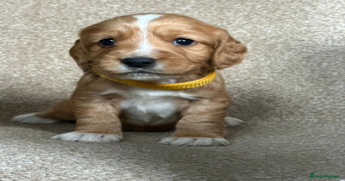Beautiful Cocker Spaniel Puppies for sale in Downham Market | Pets4Homes