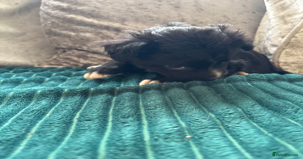 Lollies Frenchie x border collie for sale in Cardiff | Pets4Homes