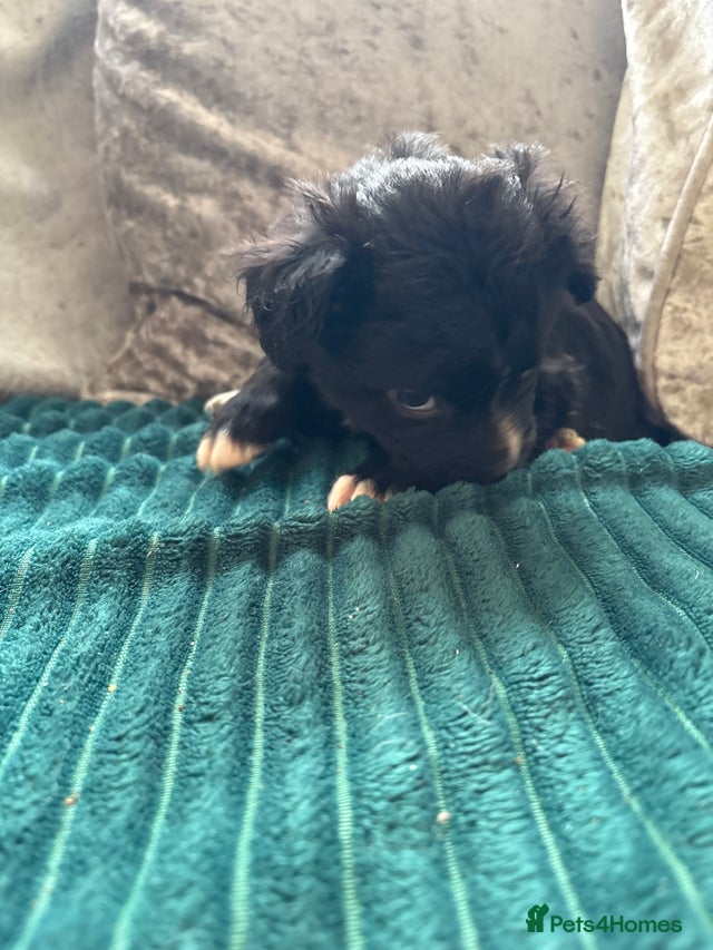 Lollies Frenchie x border collie for sale in Cardiff | Pets4Homes