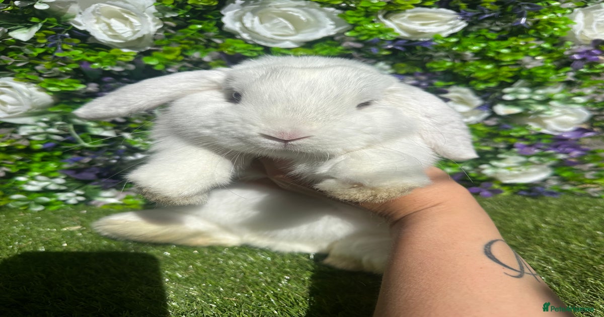 Beautiful Friendly Mini Lop Baby Boy for sale in Crook | Pets4Homes