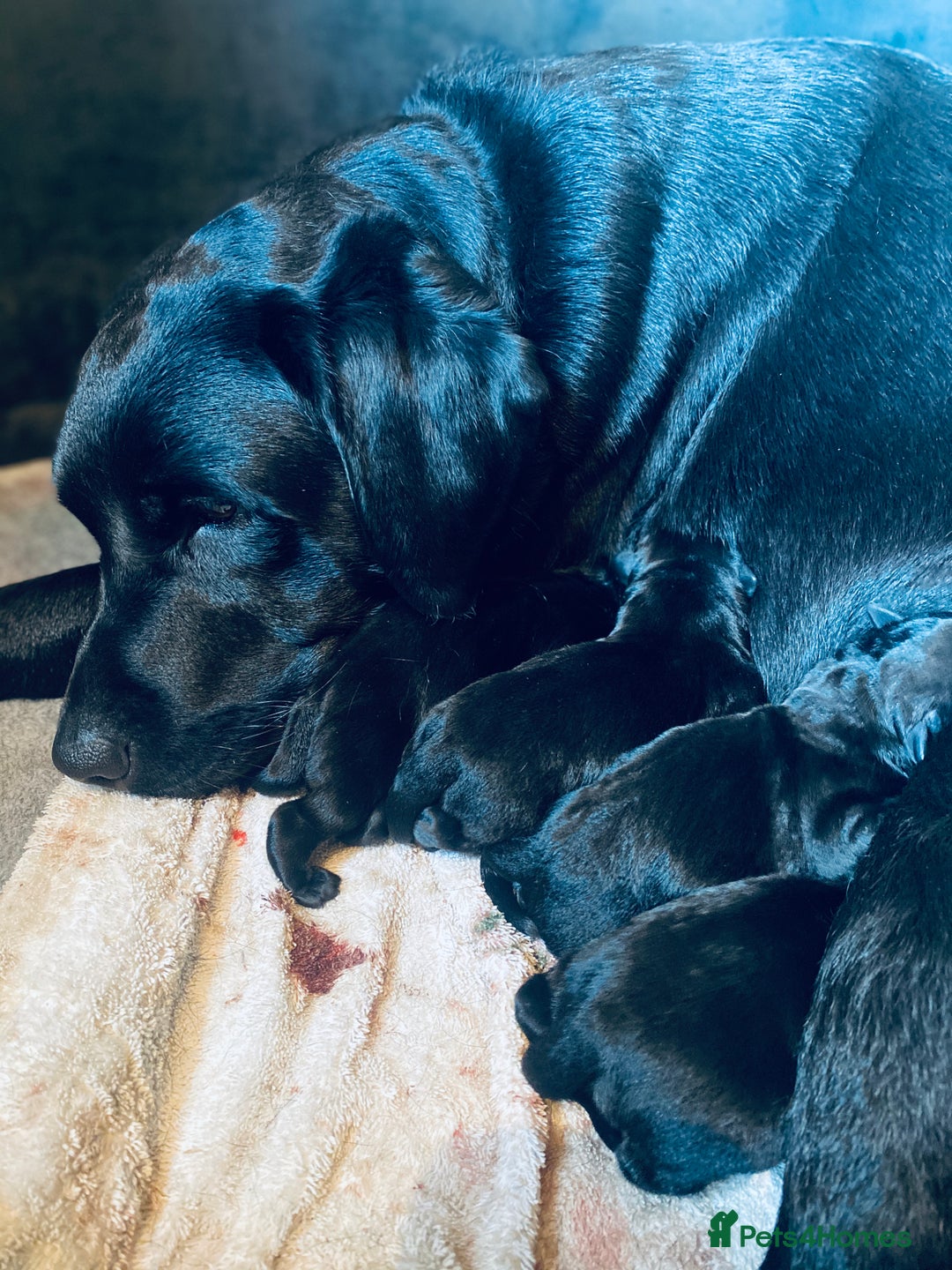 KC registered Labrador Puppies for sale for sale in Berwick-upon-Tweed ...