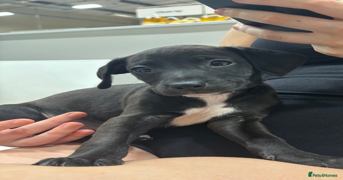 Cockapoo cross bull terrier puppy ready now. for sale in Aldershot ...
