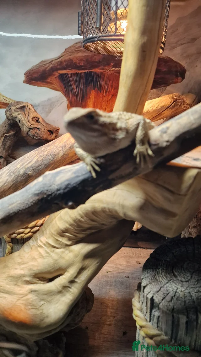 1 yr old Female Bearded dragon. for sale in Holywell | Pets4Homes