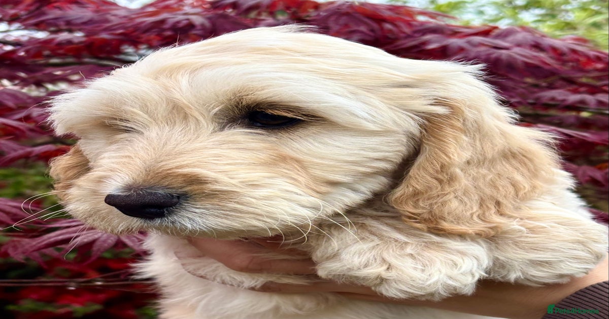 Just one beautiful Health Tested F1 Cockapoo Boy! for sale in Ashford ...