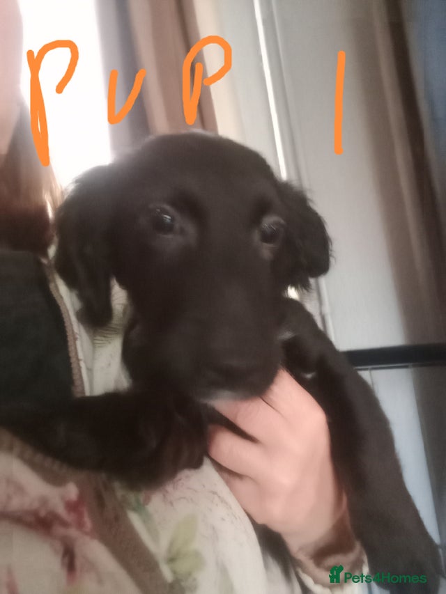 Jackapoo/Cockapoo hybrid for sale in Skegness | Pets4Homes