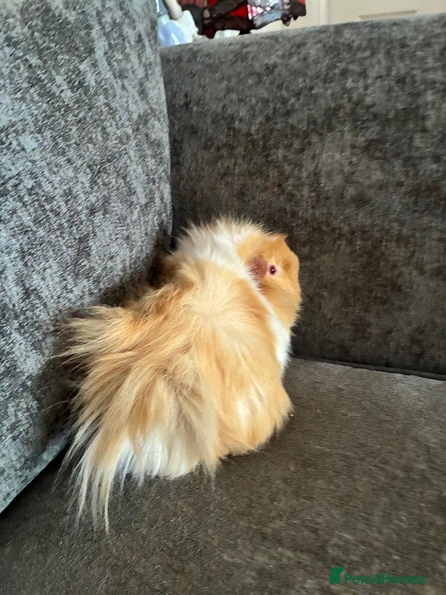 Male guinea pig for sale for sale in Stoke-on-Trent | Pets4Homes