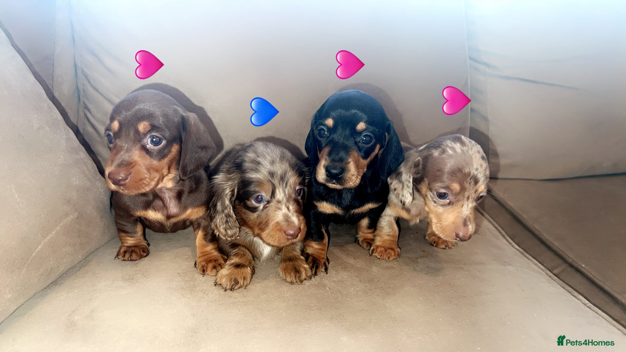 Mini sausage dog Puppies for sale | Pets4Homes