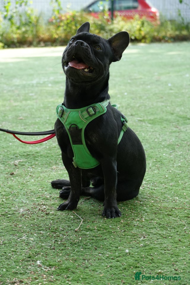 Keith is looking for a peaceful home! for adoption in Waltham Abbey ...