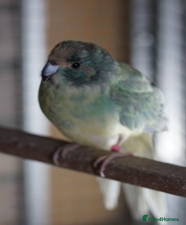 Kakariki Birds for sale | Pets4Homes