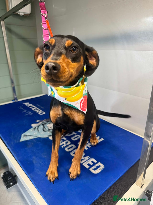 Beautiful Cocker Spaniel x Miniature Pinscher Girl for sale in Southend ...