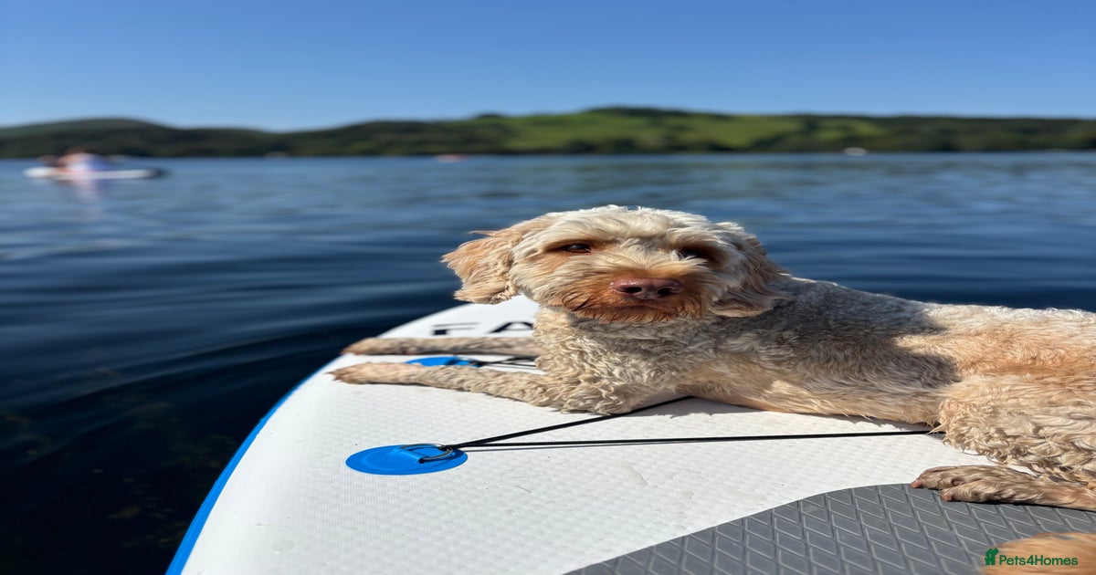 Ralph 2 year old cockapoo stud £100 for stud in Barrow-in-Furness ...