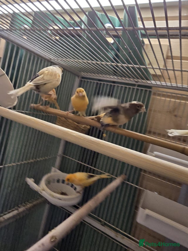 Beautiful healthy canaries for sale in Manchester for sale in ...