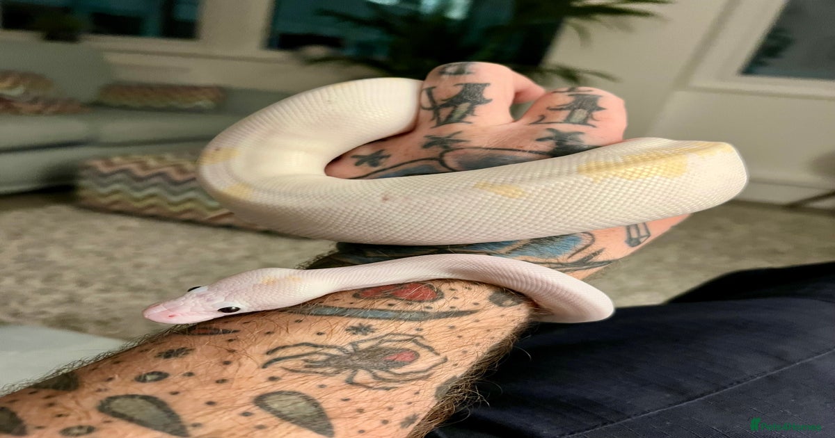 Royal Python ‘Super Fire’ for sale in Dudley | Pets4Homes