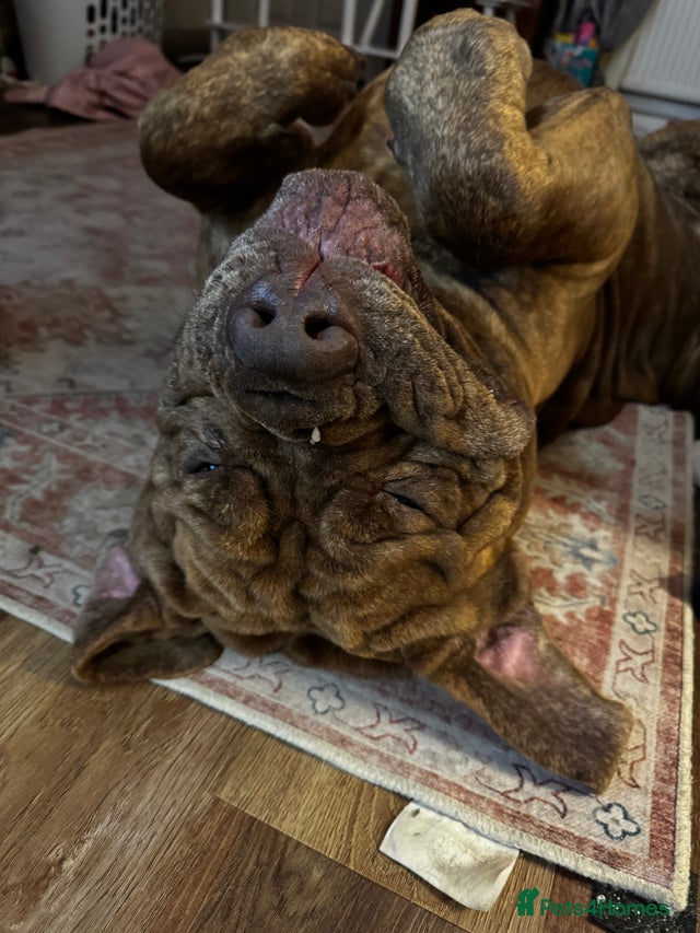 Rufus cross breed of mastiff for sale in Lowestoft | Pets4Homes