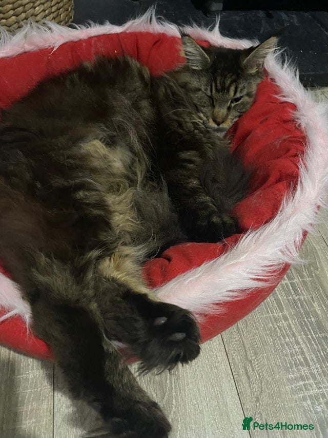 Gccf maine coon babies for sale in Grantham | Pets4Homes