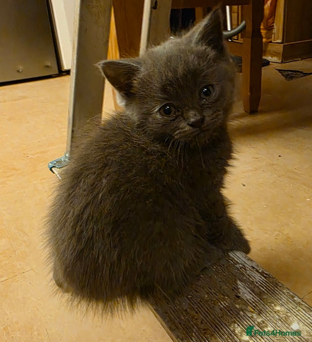 Beautiful fluffy kittens for sale in Guildford | Pets4Homes