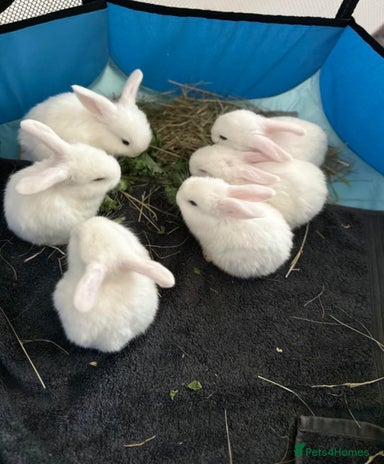 Fluffy Rabbits for sale | Pets4Homes