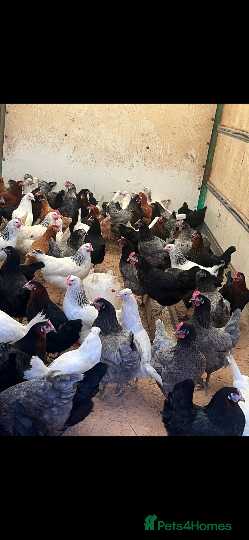 (Various breeds) of point of lay pullets for sale in Huddersfield ...