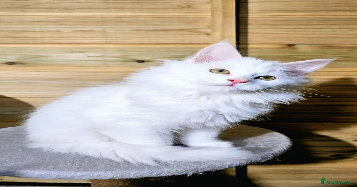 Maine Coon Kittens for sale | Pets4Homes