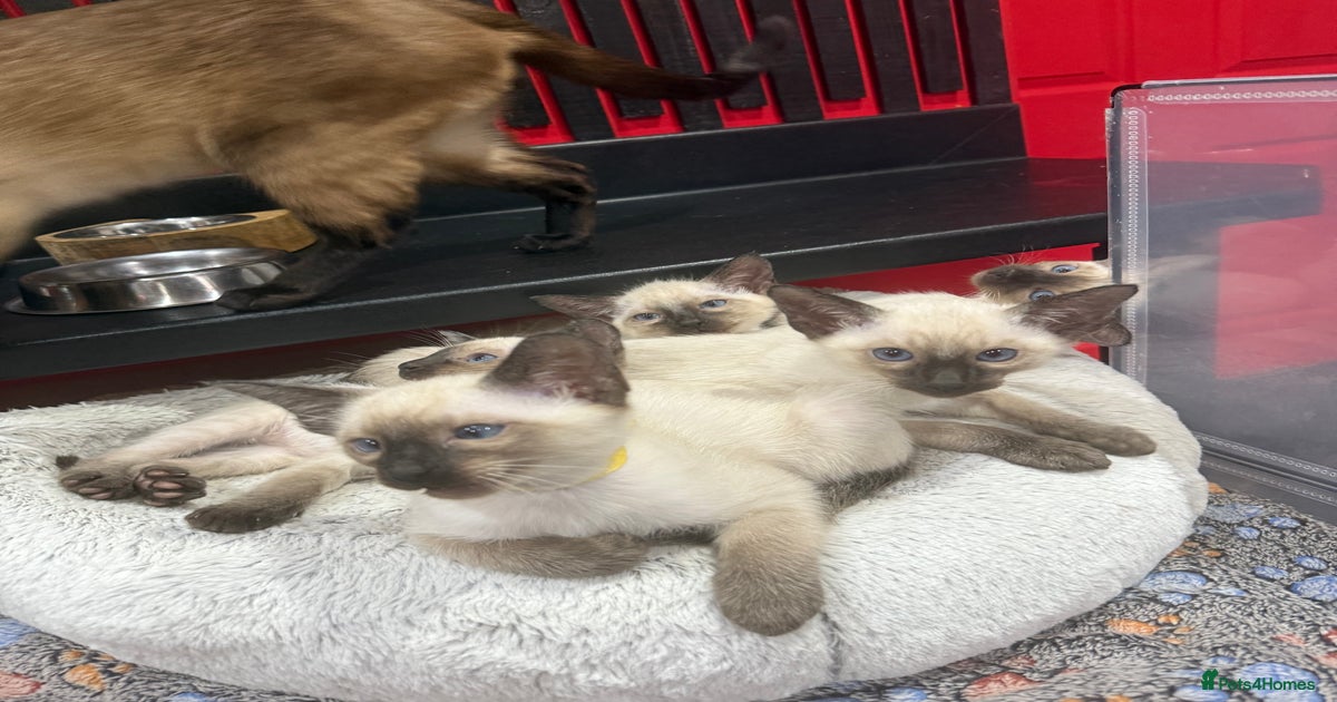 Male Siamese for sale in Swansea | Pets4Homes
