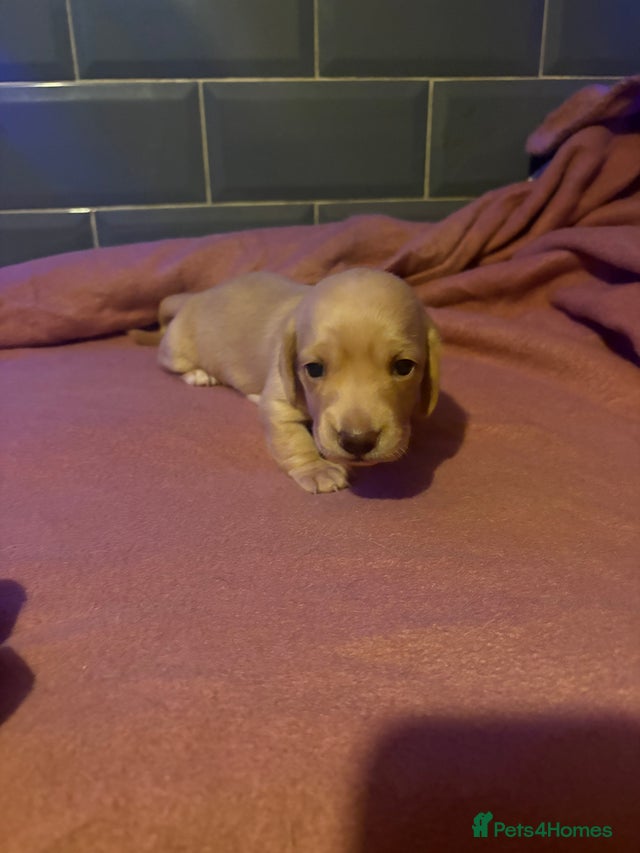 Beautiful miniature dachshunds for sale in South Shields | Pets4Homes