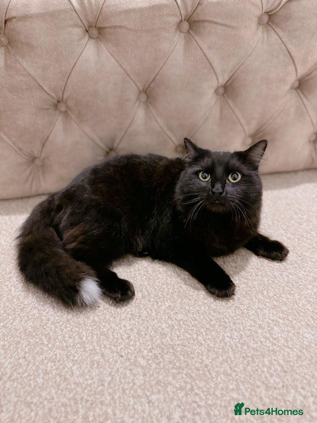 Bingo the rescue cat needs her own home for adoption in Hook | Pets4Homes