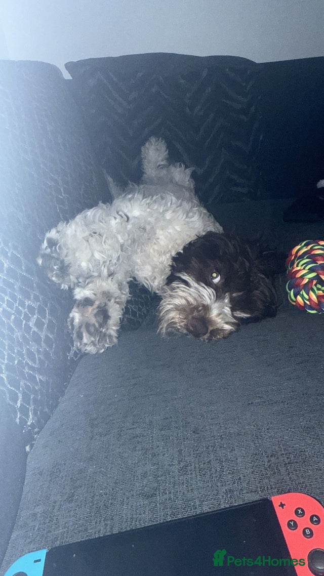 cockapoo for sale in Exeter | Pets4Homes