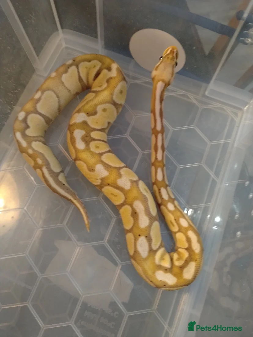 Royal Python Banana Pastel female for sale in Sheffield | Pets4Homes