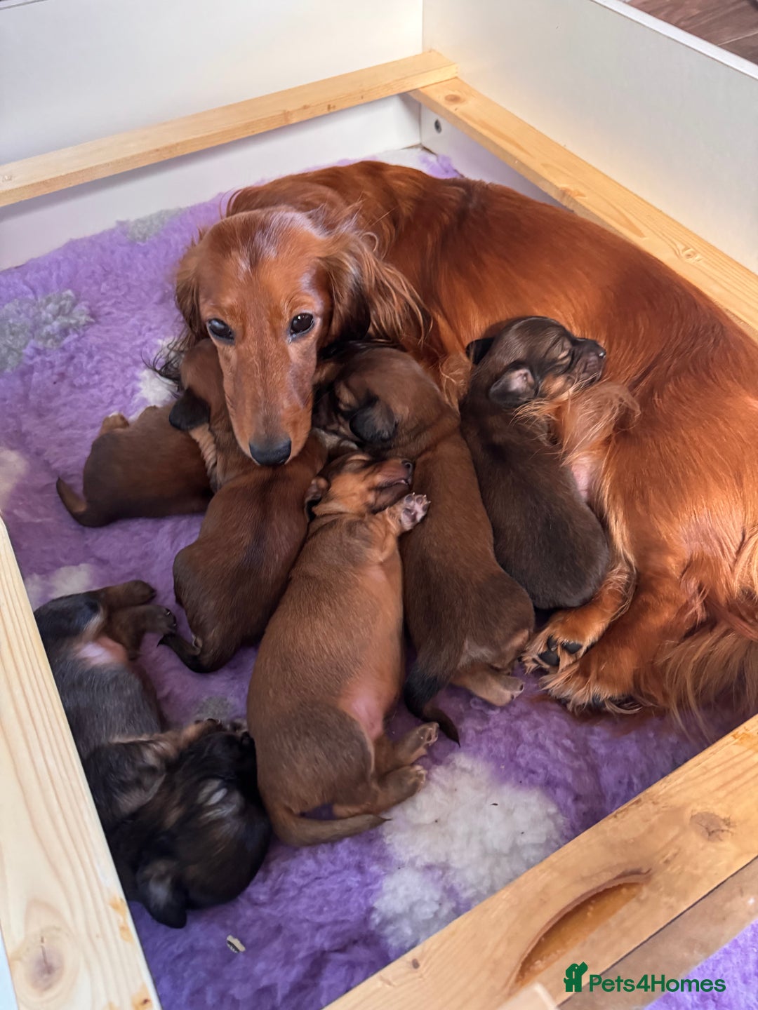 Minature dachshunds long haired for sale in Dumfries | Pets4Homes