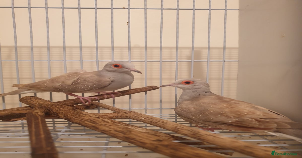 2 Diamond Doves for Sale for sale in Nottingham | Pets4Homes
