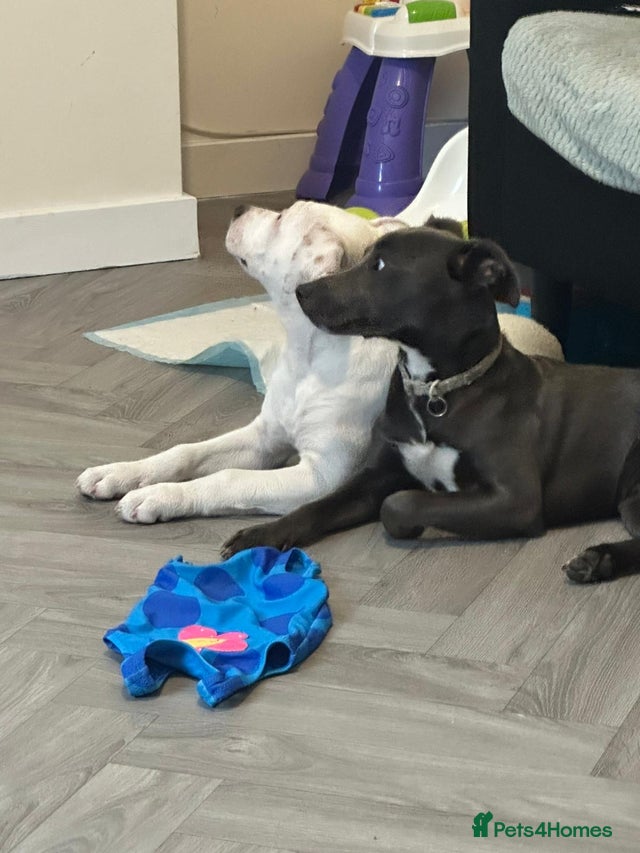 Mila staff x American bully for sale in King's Lynn | Pets4Homes