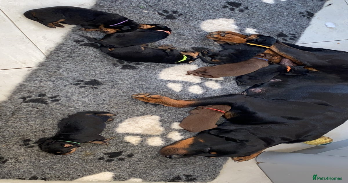 2 chocolate and 6 Black and Tan Rottweiler puppies for sale in Barnsley ...