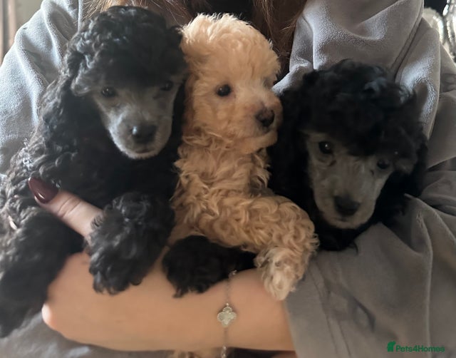 2x silver 1x cream female pure bred toy poodles for sale in Bristol ...